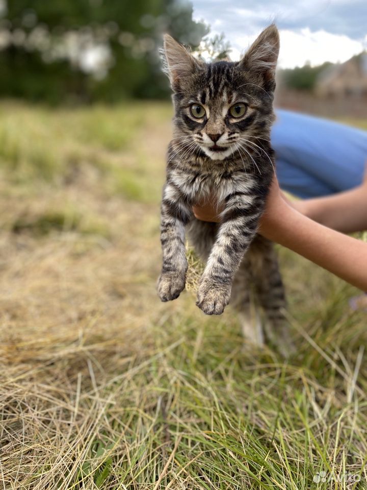 Котенок Синди ищет дом