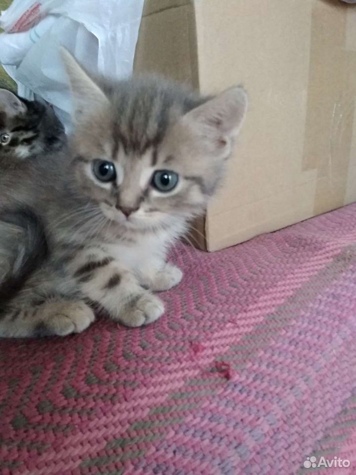 Котятки лалульки