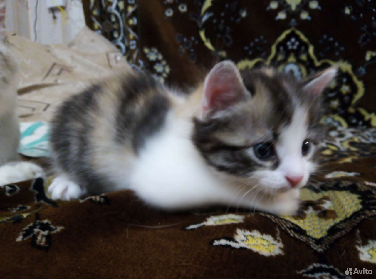 Котёнок Маленькая принцесса