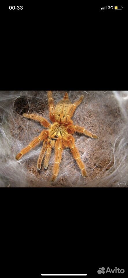 Pterinochilus murinus