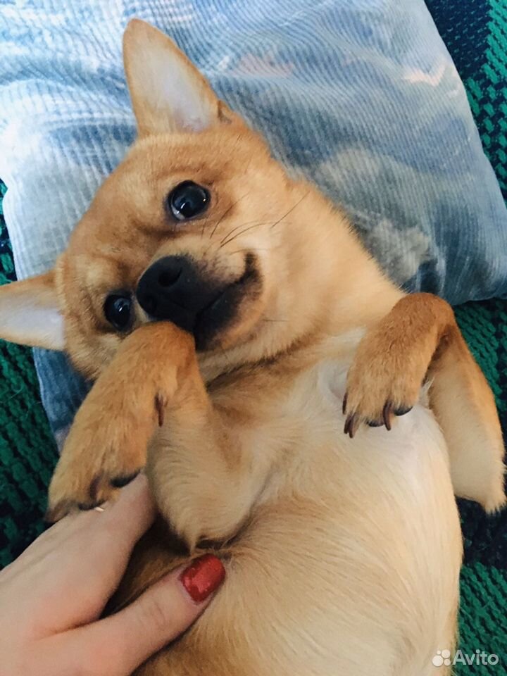 Собака мальчик вязка