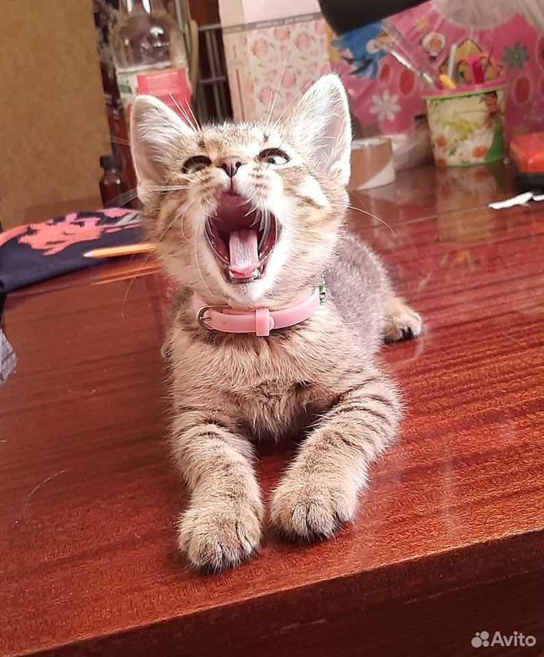 Котёнок Серенгети