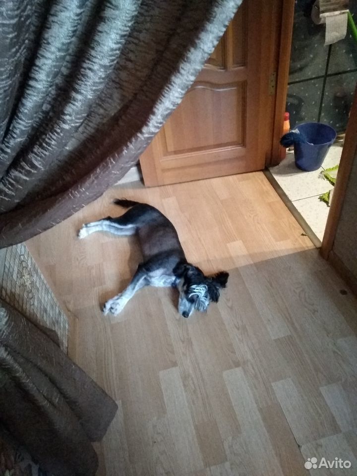 Китайская хохлатая собака, полупух