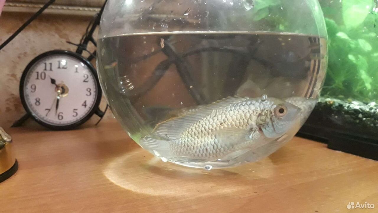 4 взрослые наннакары