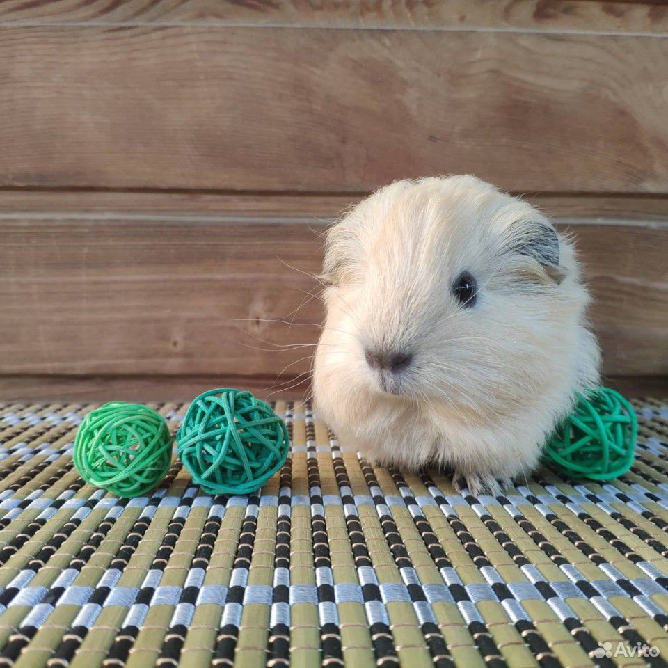 Морская свинка шелти калифорния