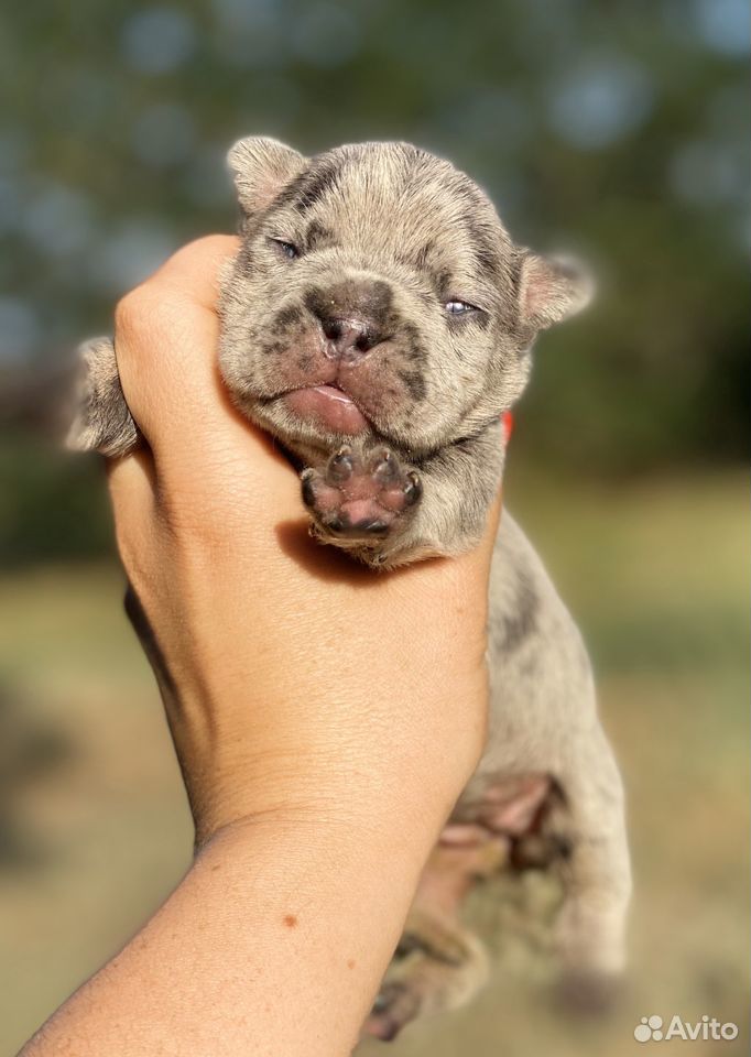 Мраморята французики.Мерле.Редкий крас