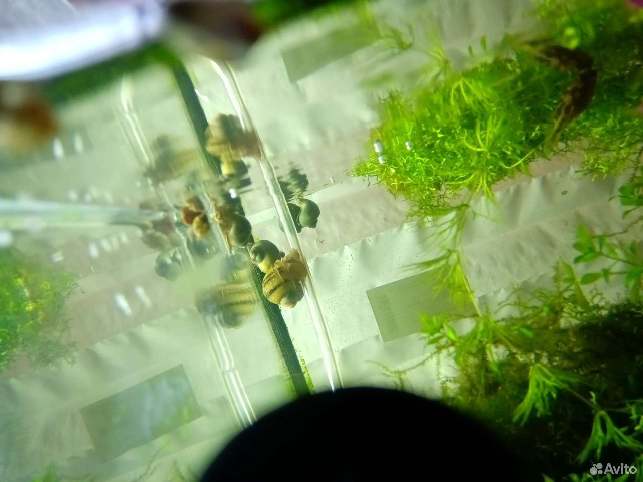 Ампулярии молодь