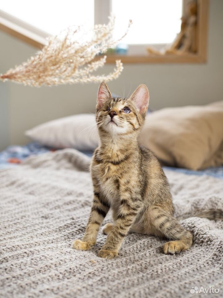 Котенок Космос