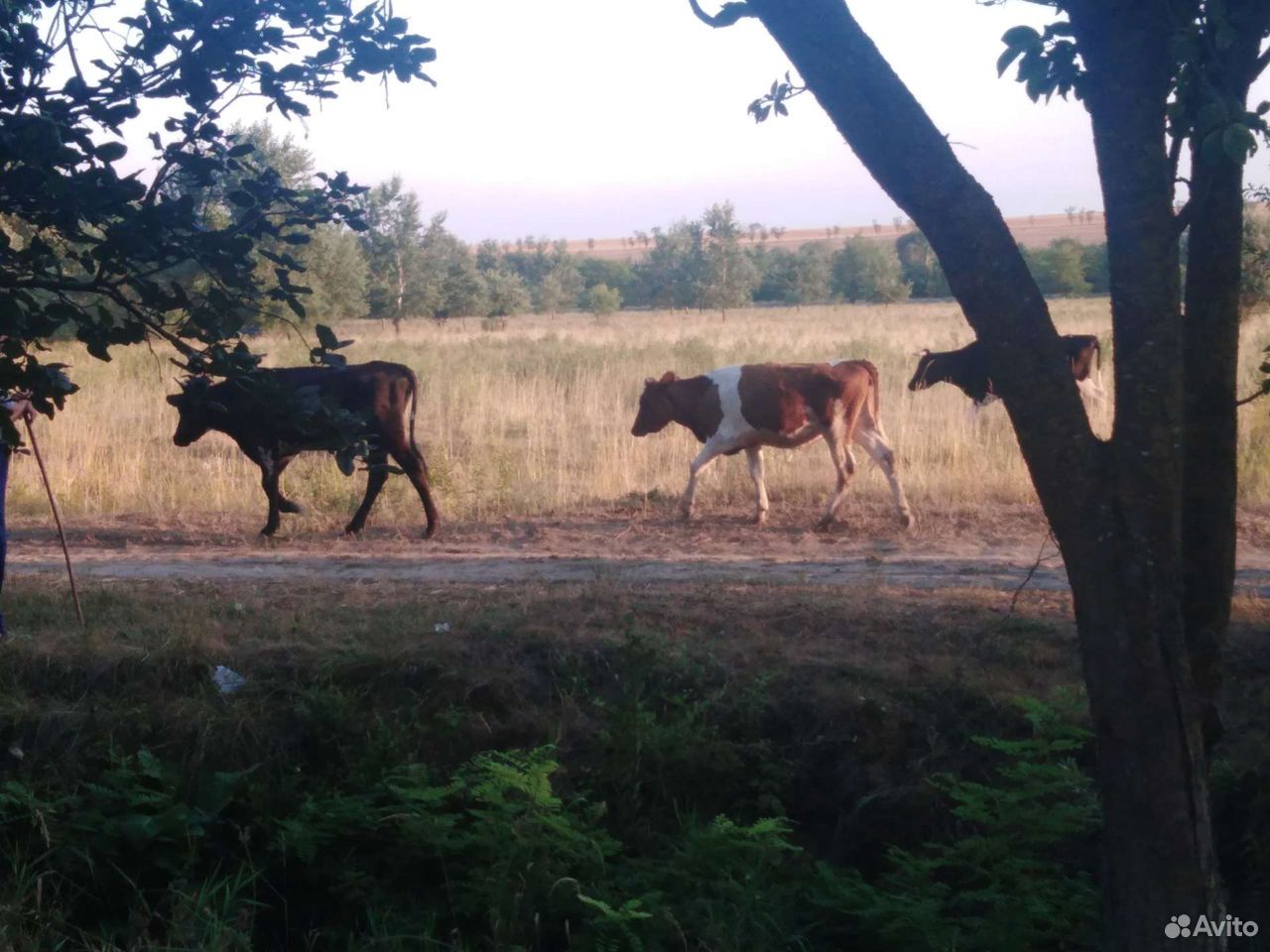 Продаются тёлки