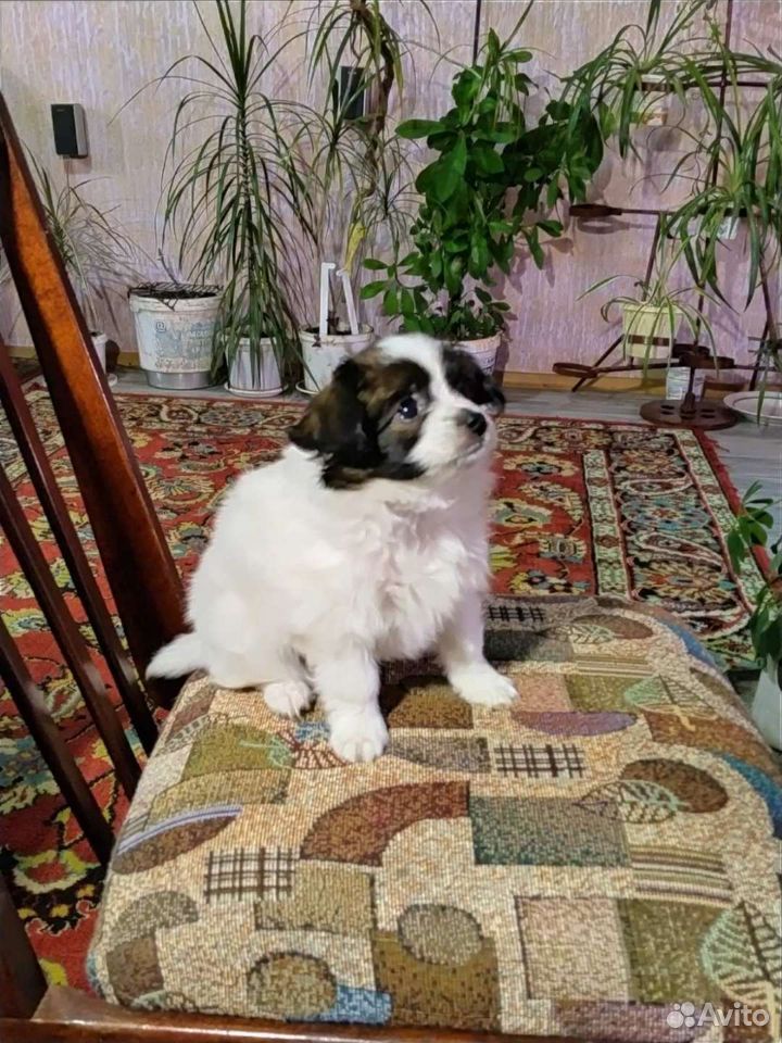 Щенок папийон