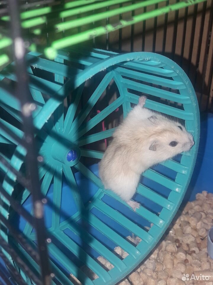 Джунгарский хомяк
