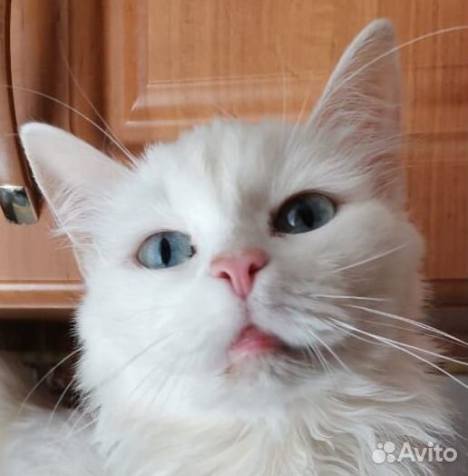 Ангорская кошка белая кошка Альбина