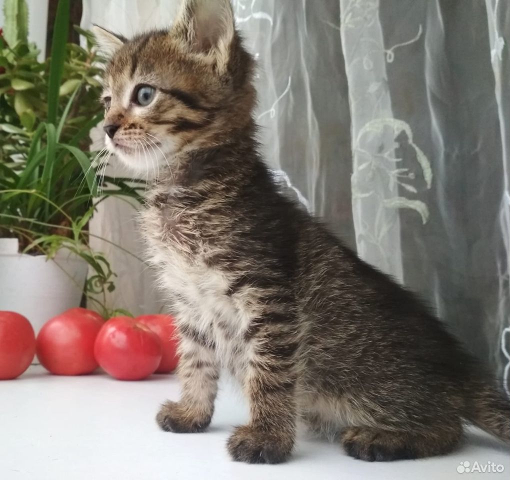 Котенок Тигровый Девочка