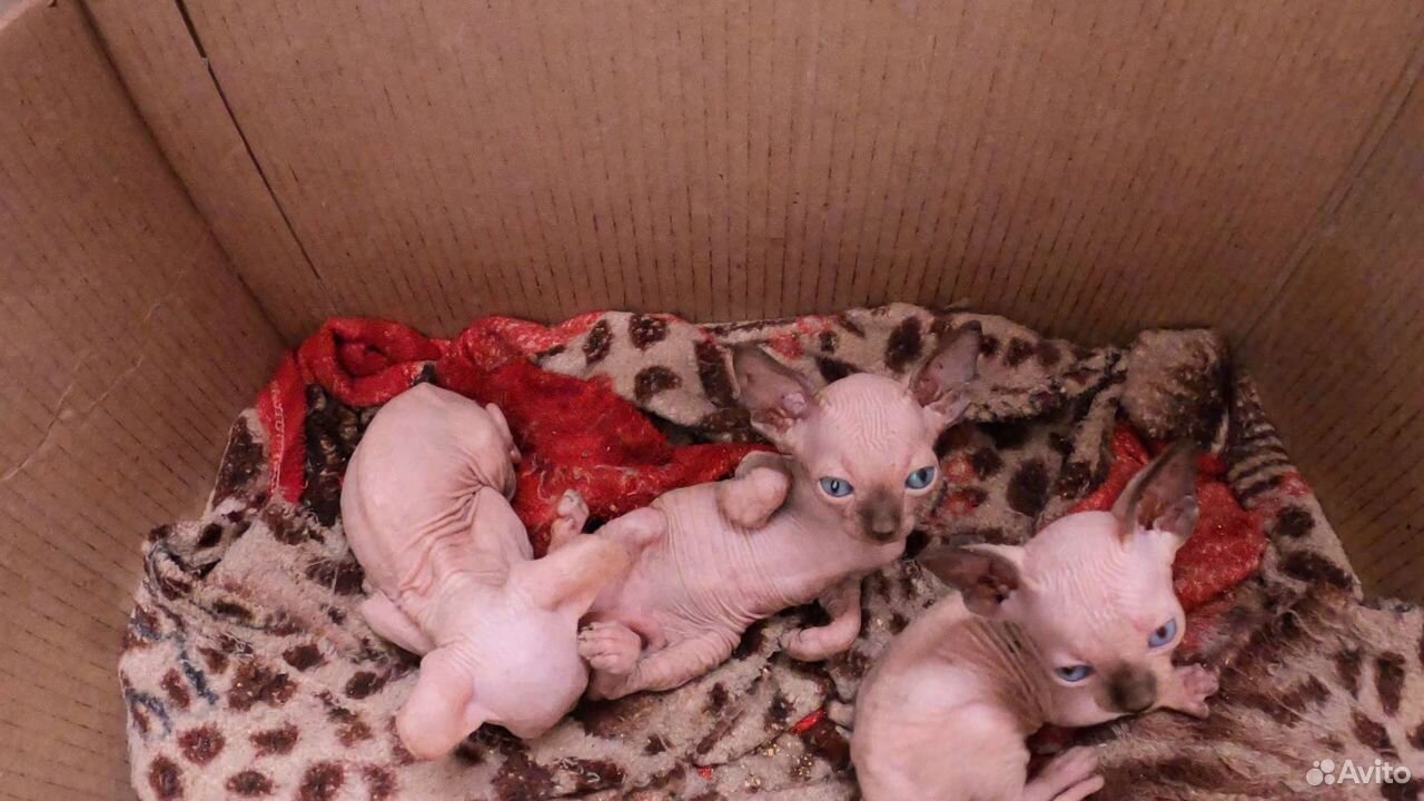 Котята Донского сфинкса