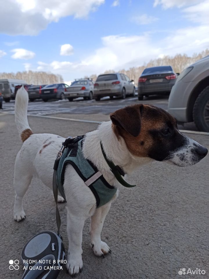 Джек Рассел терьер вязка