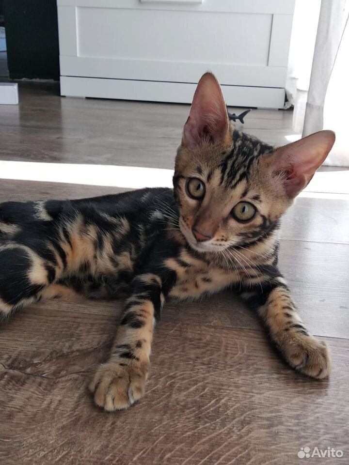 Бенгалец, котенок