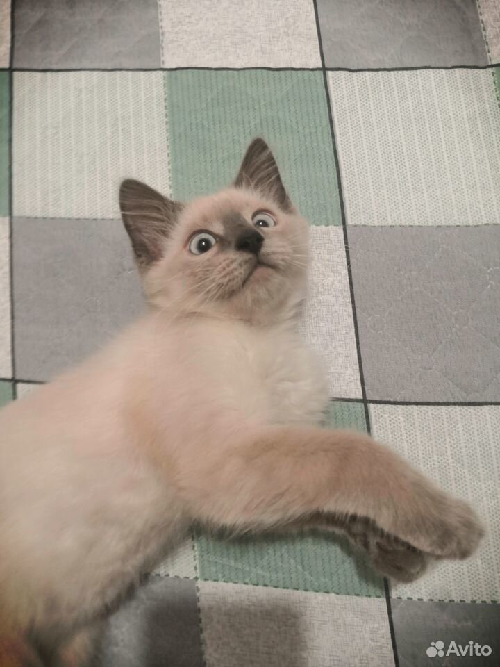 Отдам киску