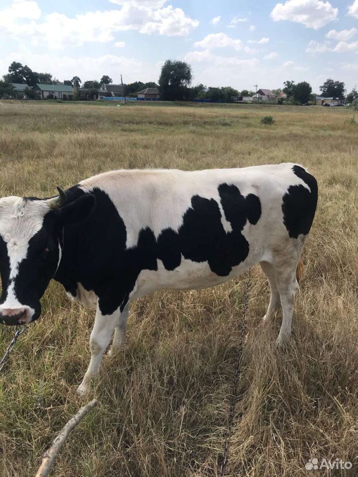 Тёлка стельная