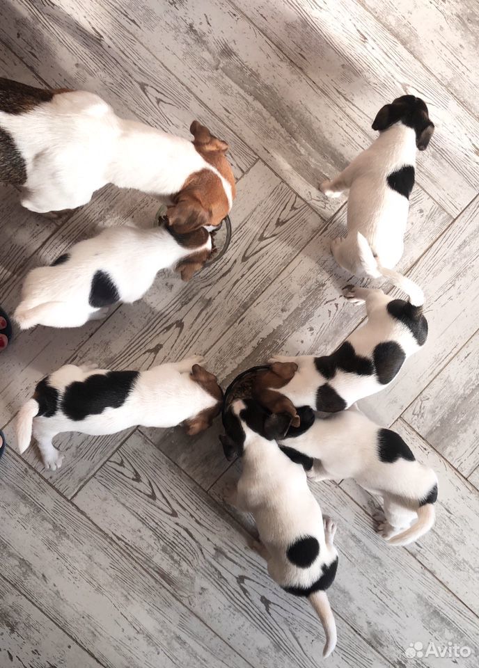 Джек Рассел терьер