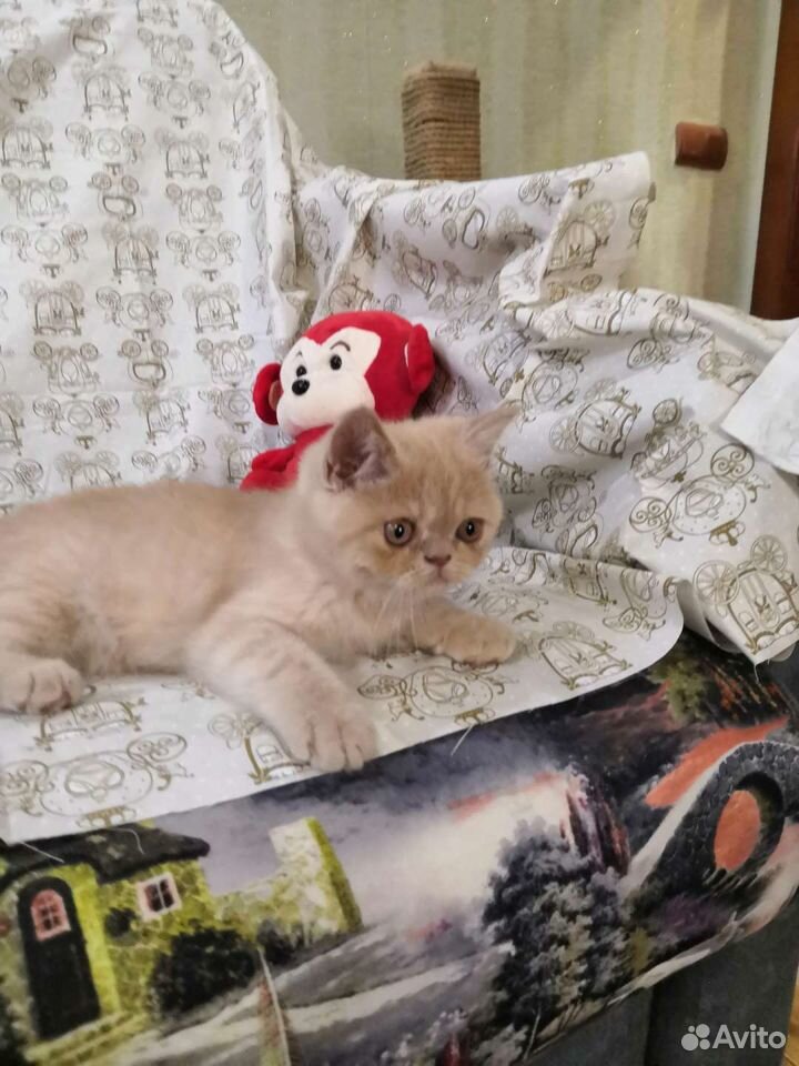 Экзотическая кошечка