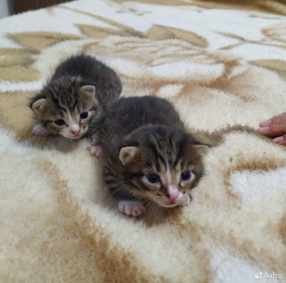 Котенок в добрые руки
