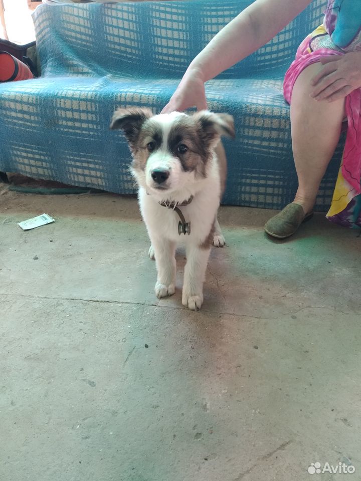 Щенок-кобель бесплатно в добрые руки