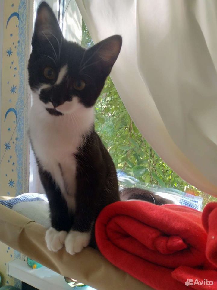 Великолепный котёнок