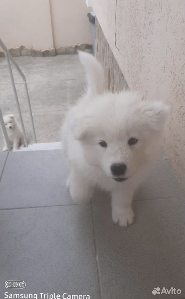 Самоедская лайка