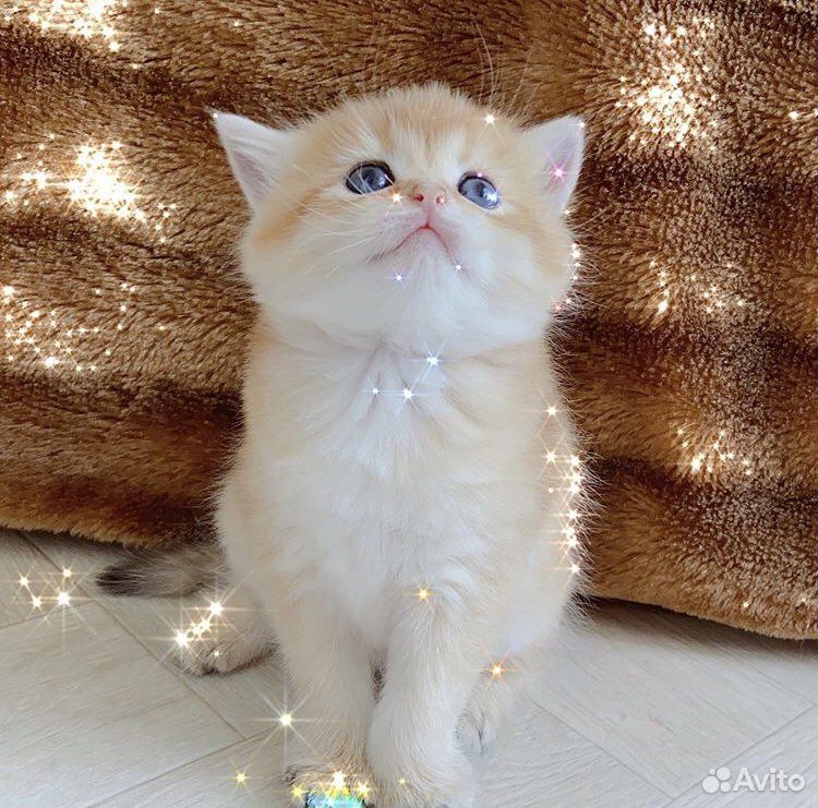 Британская золотая шиншилла