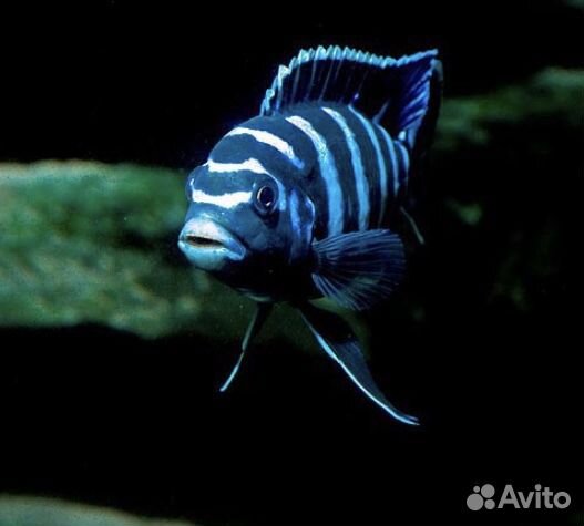 Демасони аквариумная цихлида