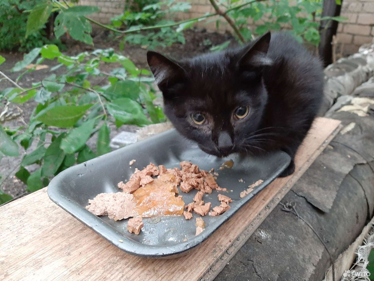 Классный котенок