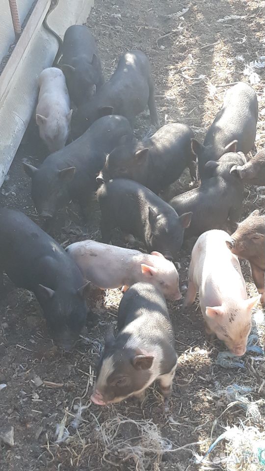 Вьетнамские поросята