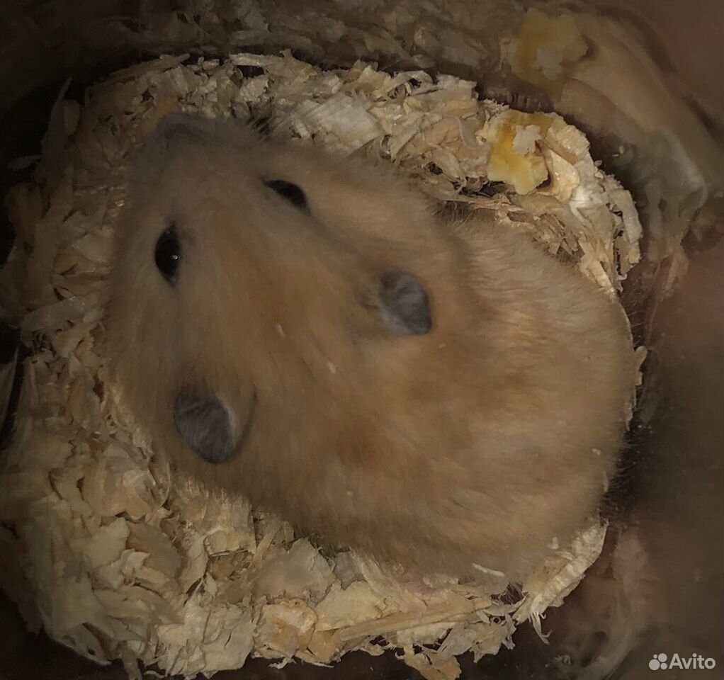 Джунгарик