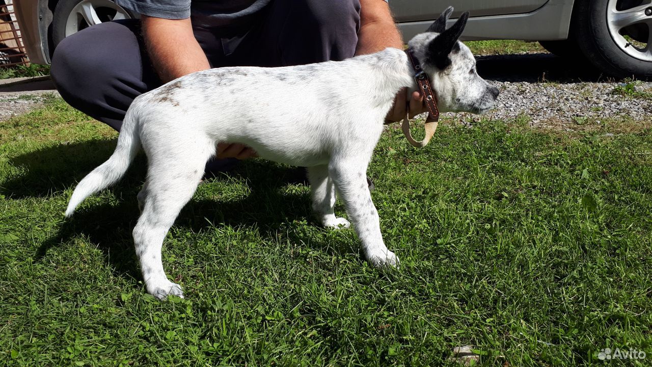 Метис Джек Рассел 3 мес