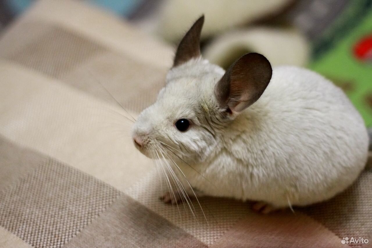 2 шиншиллы с клеткой