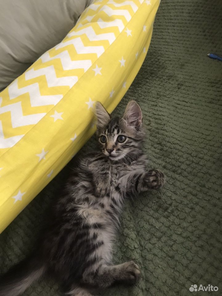 Котенок