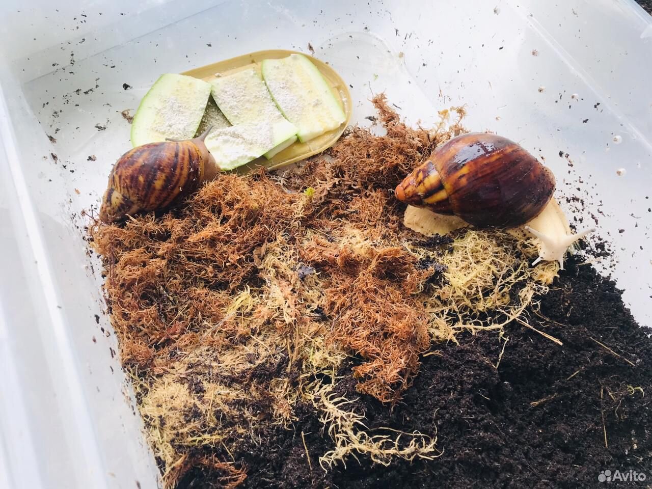Улитки архахатины маргинаты овумы с контейнером