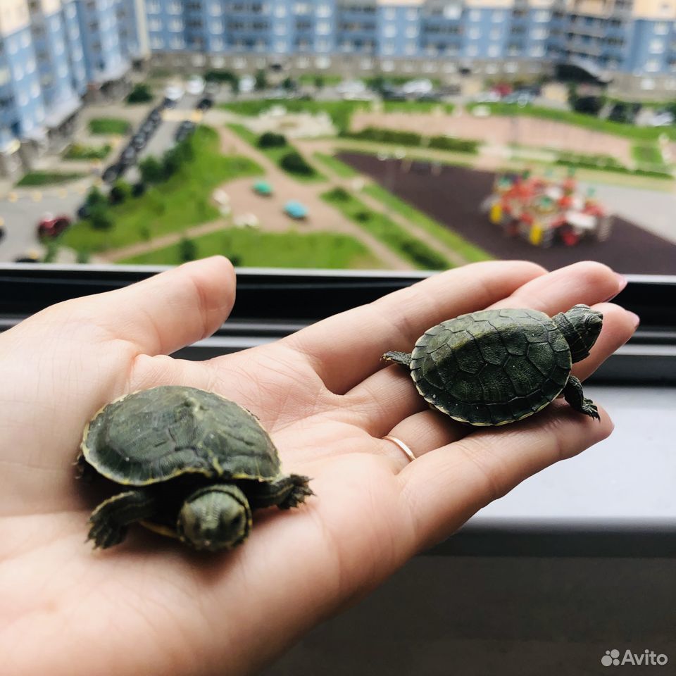 Продам черепашек