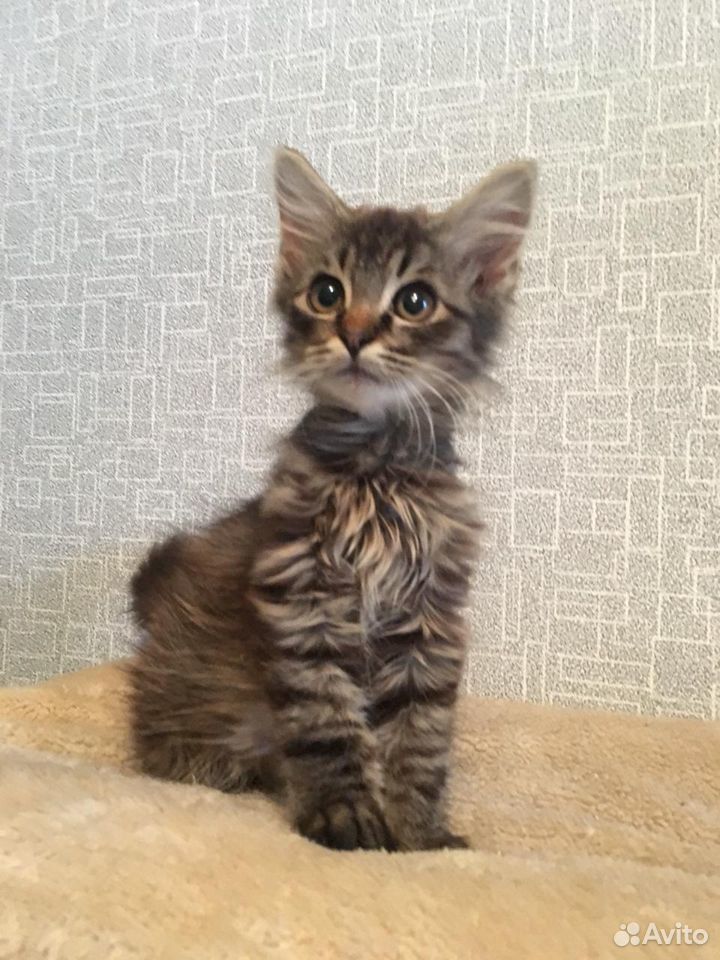 Котенок Мурзик