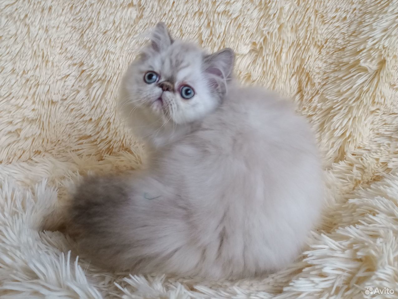 Гималайская куколка