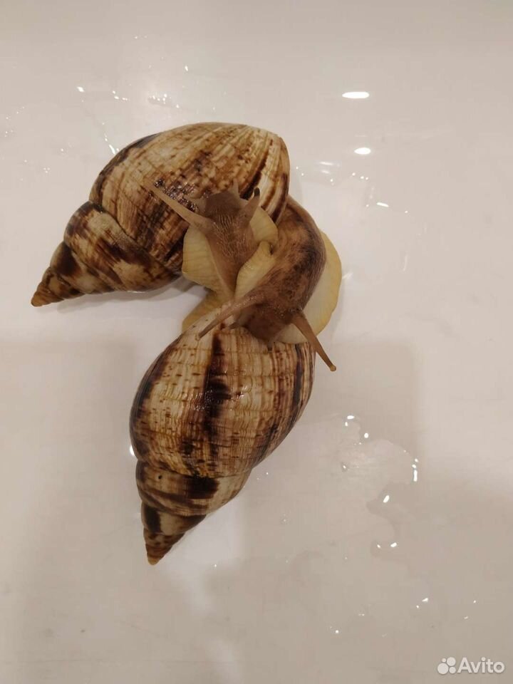 Улитки Ахитины