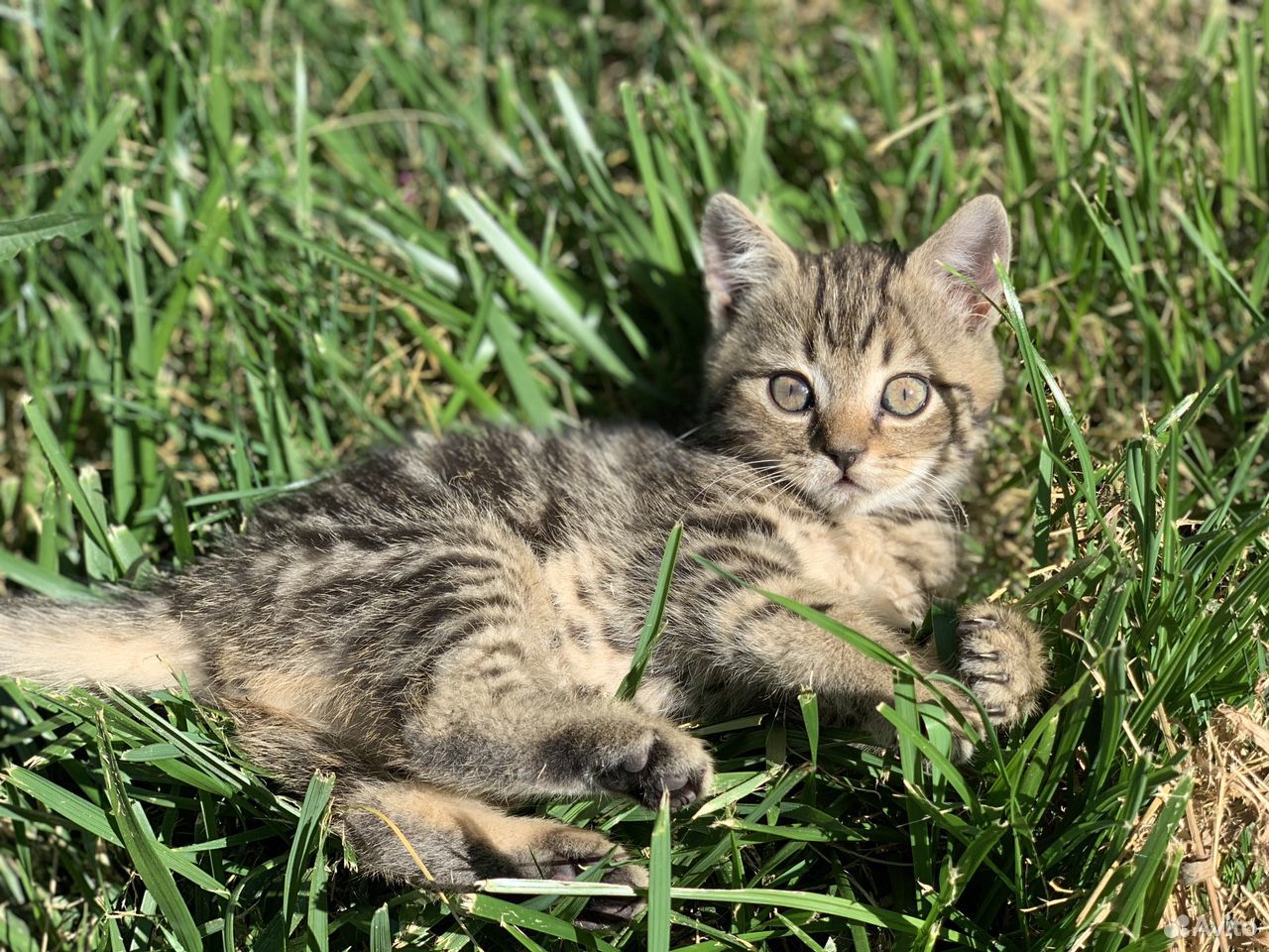 Кошка