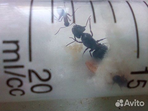 Camponotus herculeanus