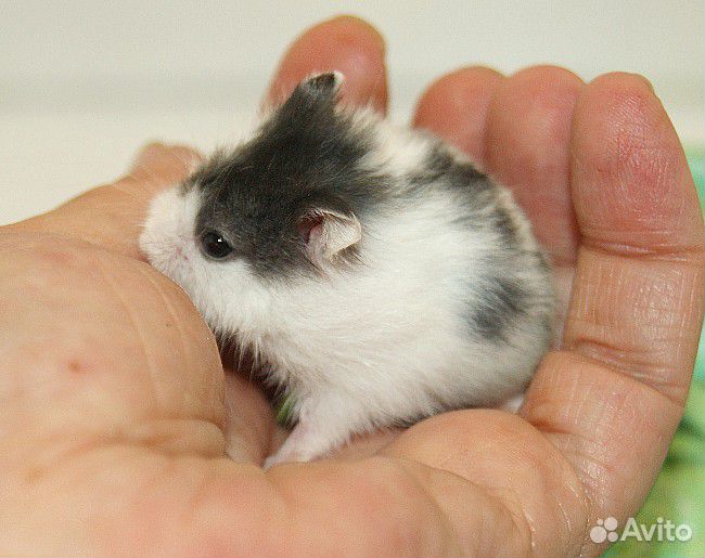 Хомячок Кэмпебелла