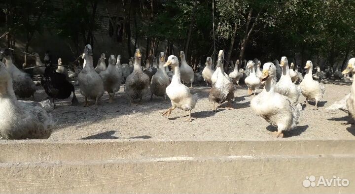 Утка живым весом