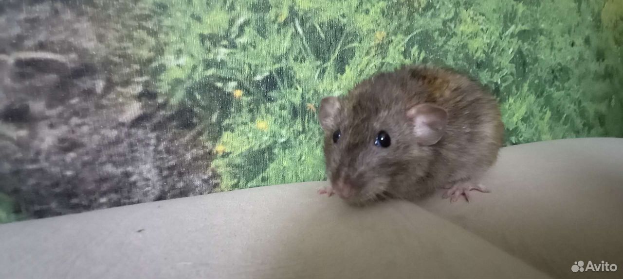 Крысы. Пасючка и крыс