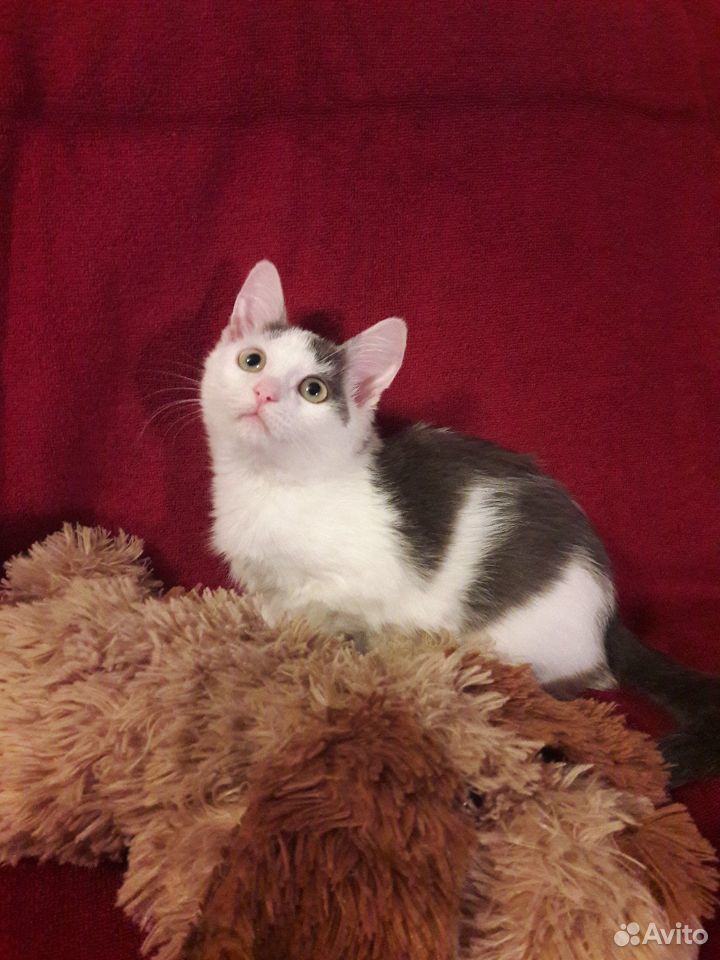 Кошка