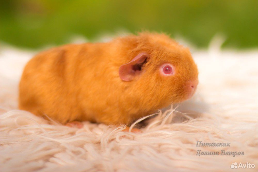 Морская свинка Мишка, окрас шафран сиам