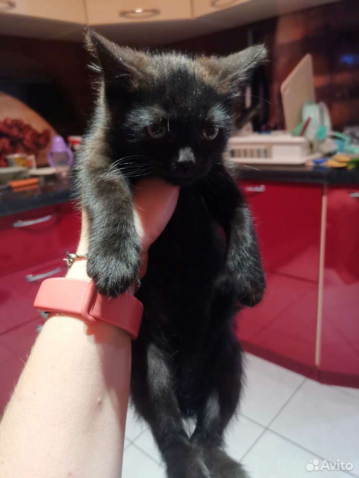 Котенок