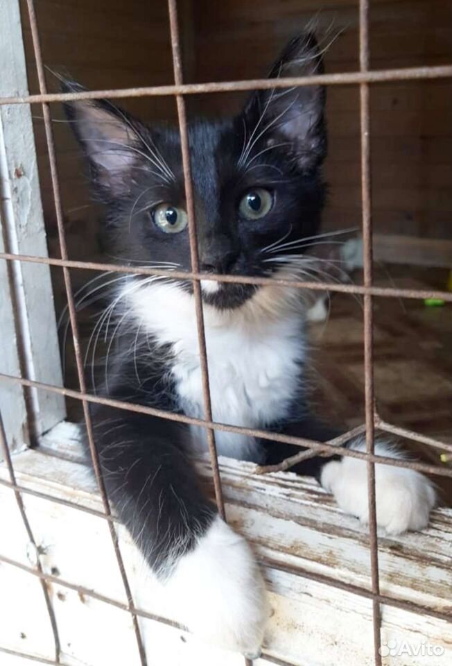 Бедного котенка Изюмчика никто не замечает